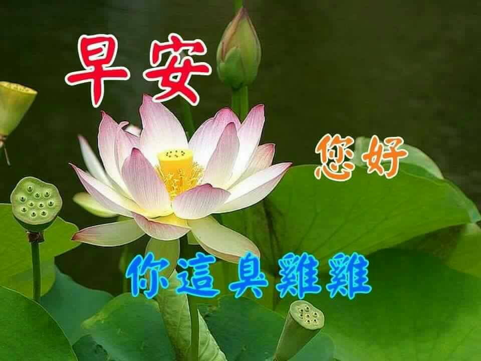 長輩圖 - Meme 梗圖倉庫