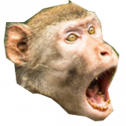 20張超好笑【猴子頭】梗圖！快來看看網友們的搞笑創作！