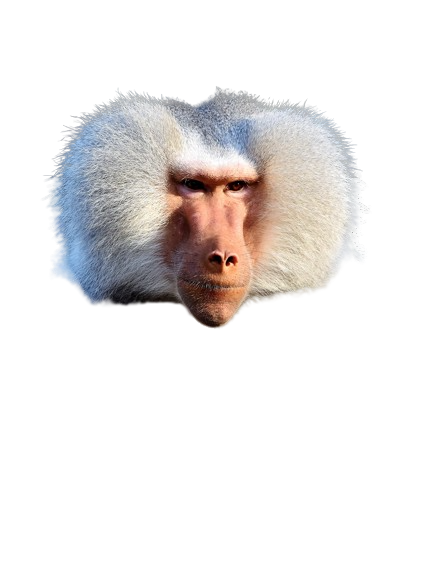 狒狒 - 素材資源庫