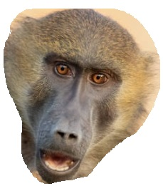 狒狒2 - 素材資源庫