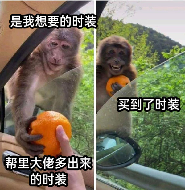 20张超好笑【猴子】梗图！快来看看网友们的搞笑创作！